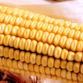 Corn Porn: The Bastardization Of A Great American Crop - Lifelong Fitness